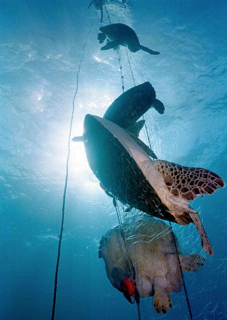 Overfishing is Worse than Plastic Pollution – Point Source